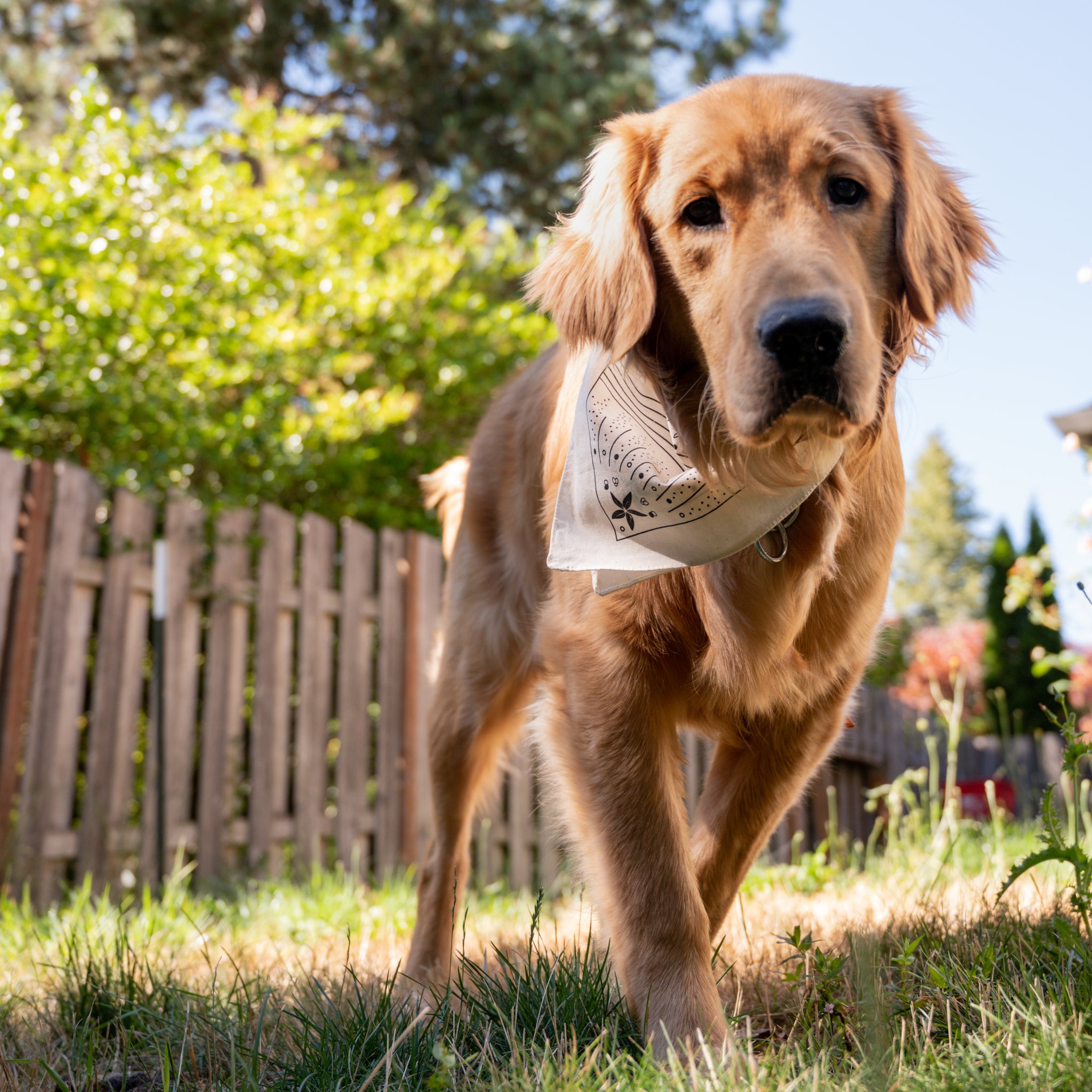 Dapper and Wise Merch – Dapper & Wise